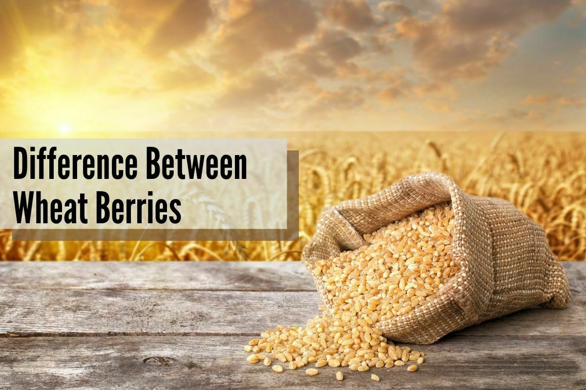 Difference Between Wheat Berries - How To Choose