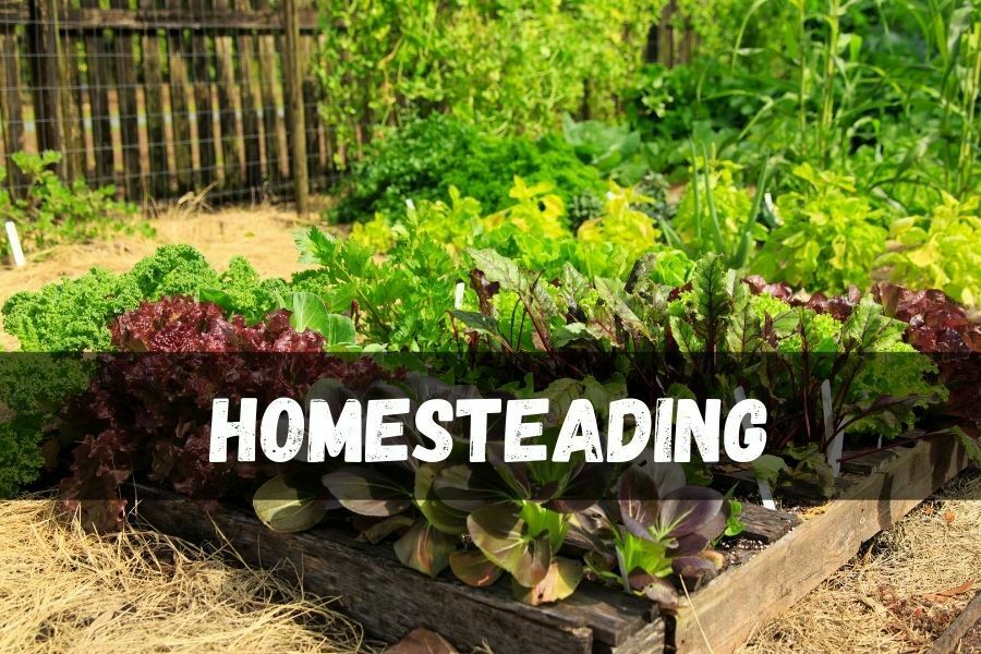 Homesteading - Create A Self-Sufficient Lifestyle